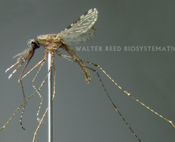 The parasite and its vectors | Scientists Against Malaria